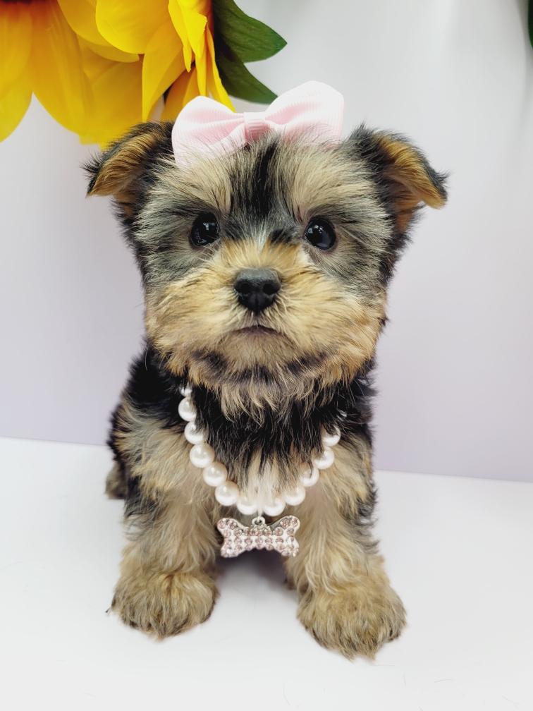 How Do Teacup Puppies Adapt to Family Life? - Maxies Babies