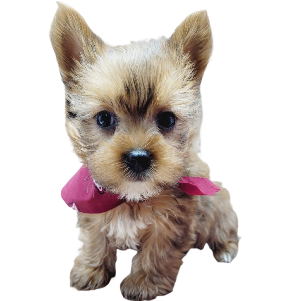 Discover Your Dream Yorkie Today | Maxie’s Babies