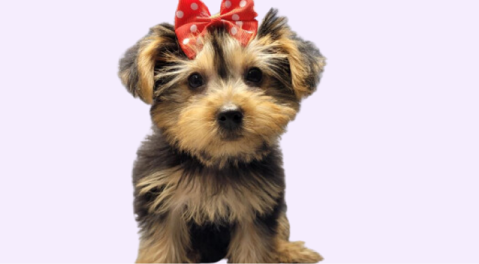 Exclusive Teacup Yorkies for Sale in NYC – Act Fast - Maxies Babies